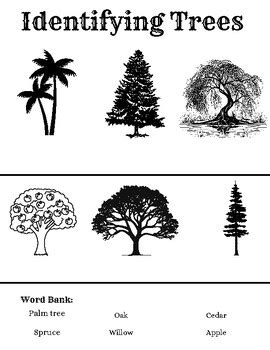Identifying Trees Worksheet By Homebabeing With Hannah TPT