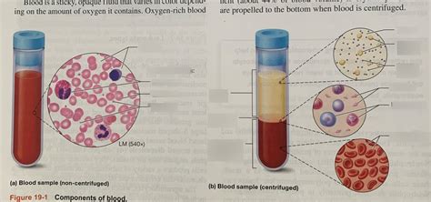 Blood Sample Diagram Quizlet