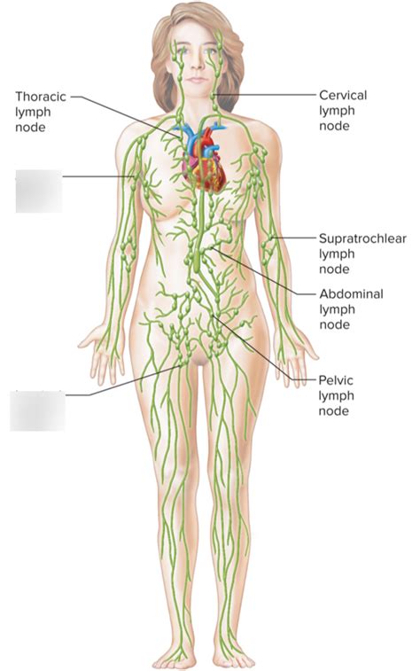 Lymph Nodes Diagram Quizlet