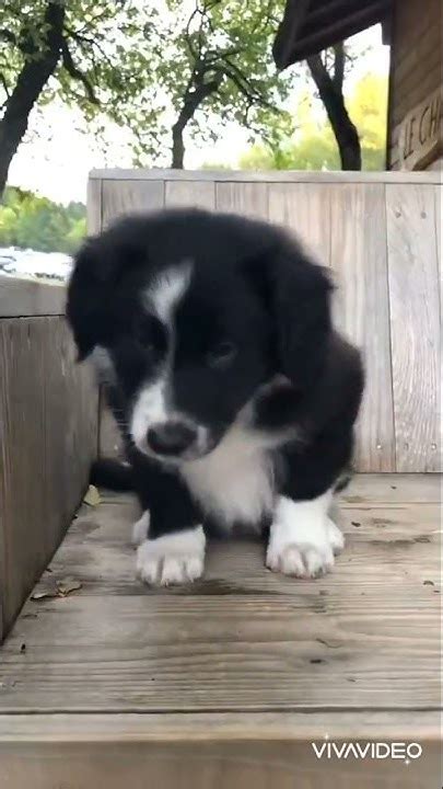 Эдит Немецкая Овчарка Бордер колли С Днём рождения меня🥳🎉 Youtube