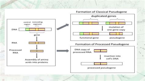 Other Noncoding Dna Species Pseudogenespptx