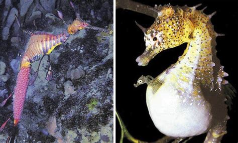 How Male Sea Horses Turn Pregnant And Carry Their Young