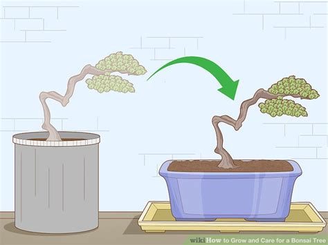 4 Ways To Grow And Care For A Bonsai Tree WikiHow
