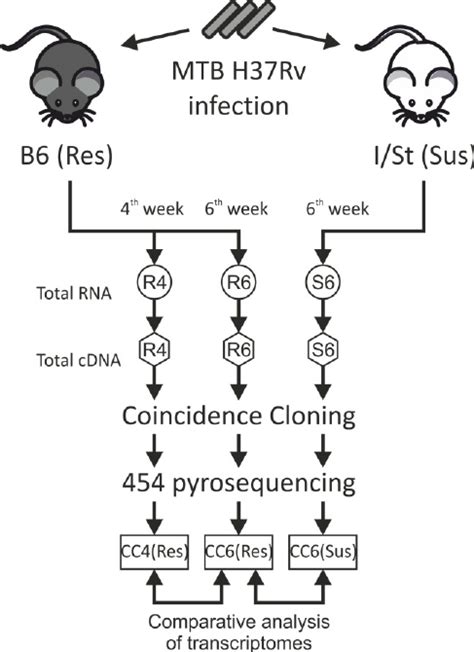 Scheme Of The Transcriptomes Comparison Experiment Res Genetically