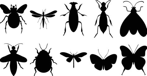 Insect Assortment Vector Art Icons And Graphics For Free Download