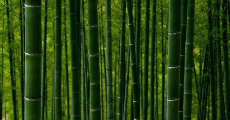 Main Dengan Batang Hitam Bapa Mentua Elizabeth Paige