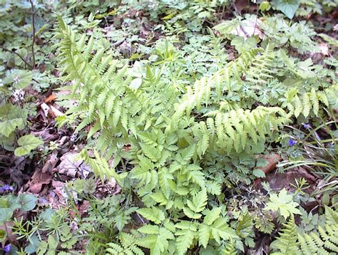 Silvery Spleenwort Powdermill Nature Reserve