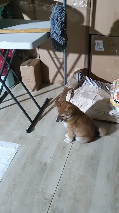 포기란 배추를 셀 때나 하는 말이야 Youtube