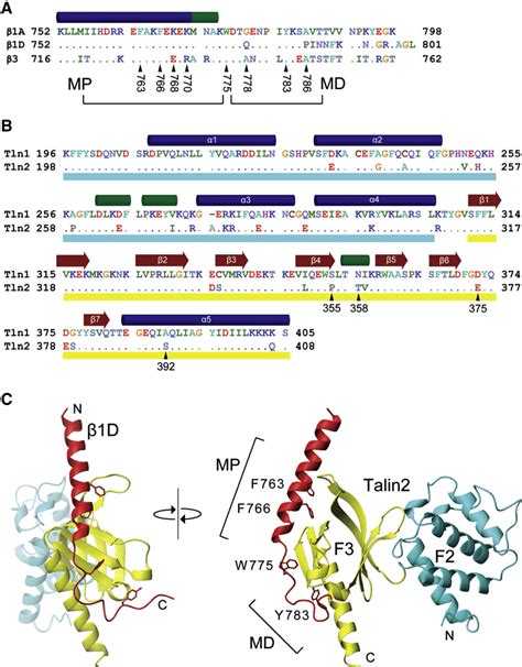 Figure 1 From Structural Diversity In Integrin Talin Interactions