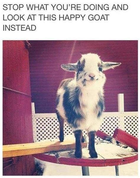 These Goat Memes Are The Greatest Of All Time 25 Memes Artofit