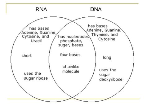 RNA And DNA Similarities And Differences Illustrated In A Venn Diagram