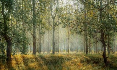 Symbolic Meanings Of Dreaming Of Trees Dream Psychological