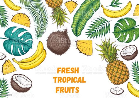 파인애플 바나나 코코넛 열대 잎 디자인 템플릿 손으로 그린 벡터 열대 과일 일러스트 색상 스타일 과일 배너 만화 식물 프레임 0명에 대한 스톡 벡터 아트 및 기타 이미지