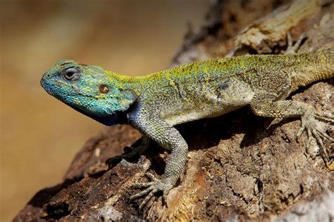 35 Facts About Lizard Genitalia