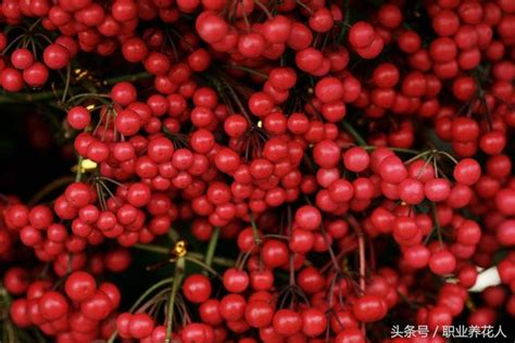 十大劇毒花卉知識普及九相思豆 每日頭條
