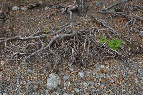 Tree Roots Stock Image Image Of Plant Wallpaper Earth 315669137