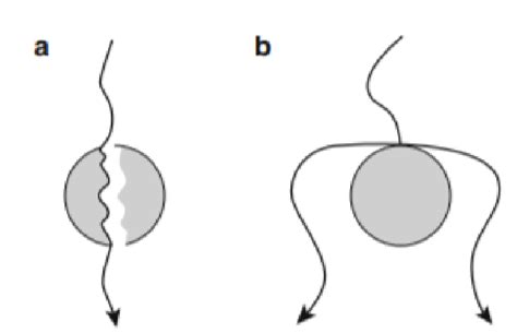 Different Crack Paths In A Cavitation And B Crack Deflection