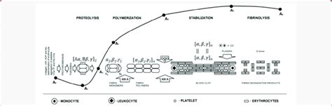 Correlation Of The Coagulation Process And The Curve Of Low Frequency Download Scientific