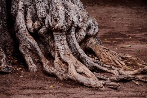 Premium Photo Root Of The Tree In The Ground