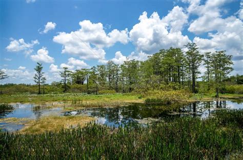 绿色沼泽中的炎热夏日高清图片下载 正版图片505430128 摄图网