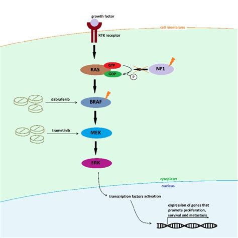 Scheme Of The Signal Transduction Pathway Involving Braf And Nf1