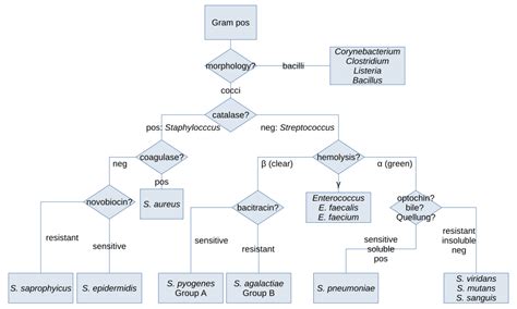 Gram Positive Bacteria Wikipedia
