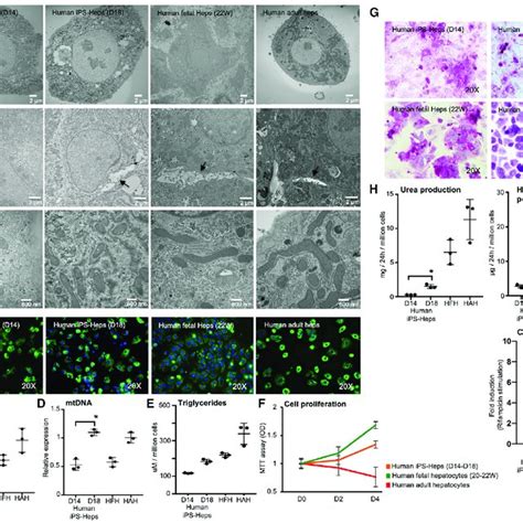 Characterization Of Human Ipsc Heps A Transmission Electron Download Scientific Diagram