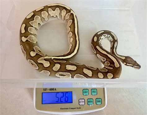Bangkok Ball Python Band