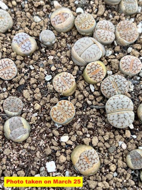 Lithops Discover Rare Succulent Plants At Vivian Lithops Garden