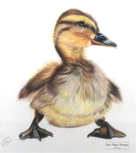 Realistic Duckling Drawing
