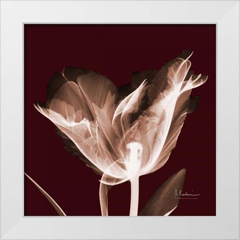 Koetsier Albert 12x12 White Modern Wood Framed Museum Art Print Titled Tabitha Tulip Single