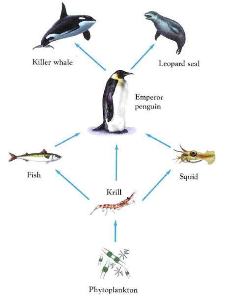 Emperor Penguin Fish