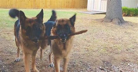 Double Trouble Album On Imgur