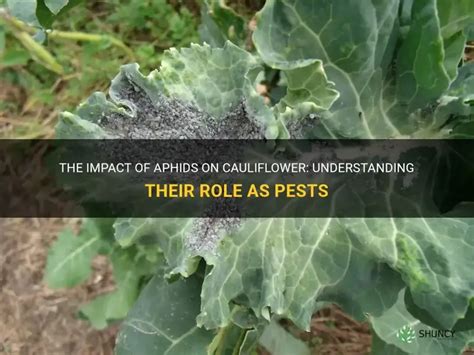 The Impact Of Aphids On Cauliflower Understanding Their Role As Pests Shuncy
