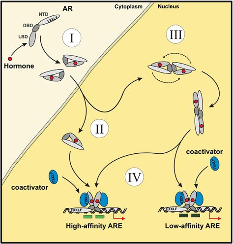 Schematic Representation Of The Spatiotemporal Organization Of Domain