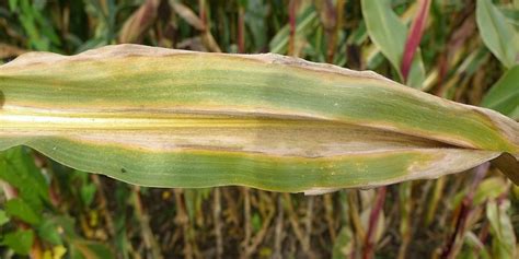 Sweet Corn Plant Leaves Turning Brown Causes And How To Fix
