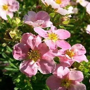 Лапчатка кустарниковая "Princess" Принцесс купить в питомнике растений ...