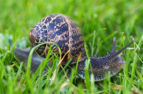 Common Garden Snail Facts Fasci Garden