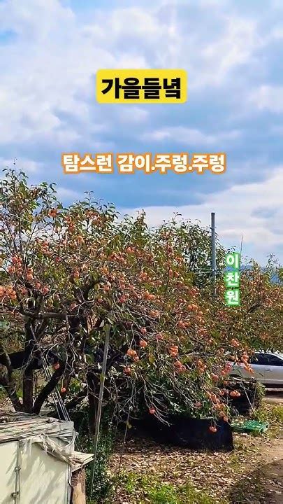 🍂가을들녁엔 감이 주렁 주렁 힐링 이찬원 Shorts Youtube