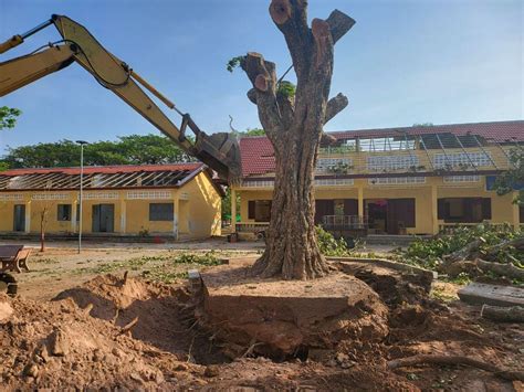 ដើមពង្រមានអាយុកាលជាង១០០ឆ្នាំរងគ្រោះដោយខ្យល់កន្ត្រាក់រលំត្រូវលើកបញ្ឈនិងដាំឡើងវិញនៅក្នុងបរិវេណវិទ្