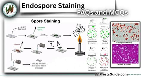 Endospore Staining 50 Faqs And 30 Mcq Lab Tests Guide