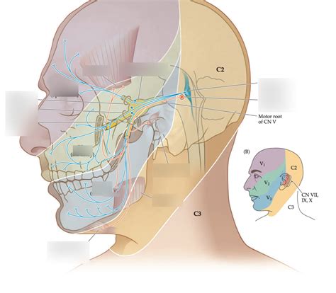 Trigeminal Nerve Pathway