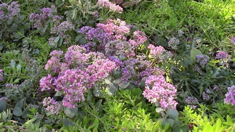 ОЧИТОК ЭВЕРСА НЕПРИХОТЛИВОЕ МНОГОЛЕТНЕЕ РАСТЕНИЕ ДЛЯ САДА Youtube