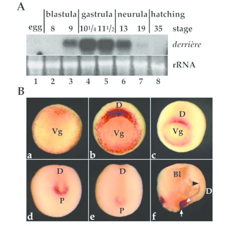 Temporal And Spatial Expression Patterns Of Derrière A Northern