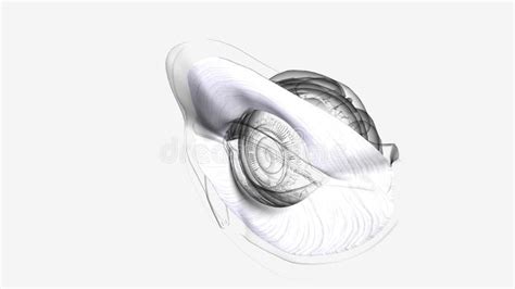 The Orbicularis Oculi Muscle Is A Muscle Located In The Eyelids Stock Footage Video Of Retina