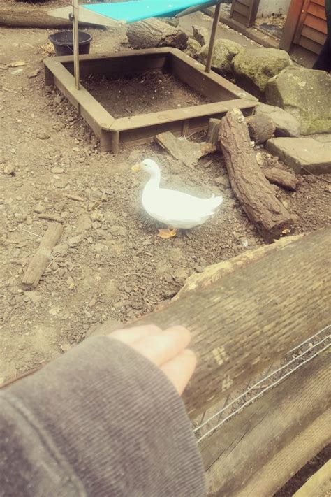 Got Stuck With A Tough Dependency Issue Today So I Did Some Actual Duck Debugging Richard D