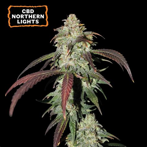 Buy Cbd Northern Lights High Cbd And Soothing