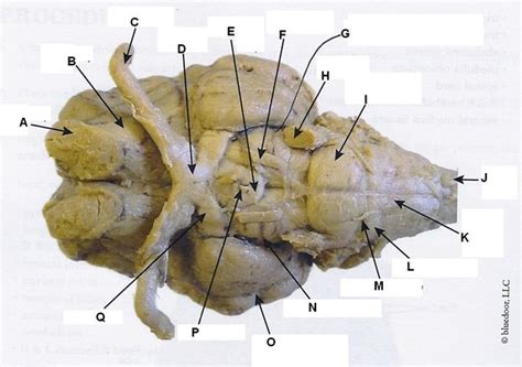 Sheep Brain Inferior Diagram Quizlet