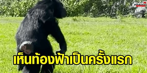 เจ้าวานิลลา ชิมแปนซี ผู้ถูกขังเดี่ยว 29 ปี กับโมเมนต์เห็นท้องฟ้าครั้งแรก