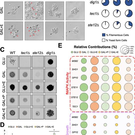 Environment Dependent Roles For Pathway Components In Filamentous Download Scientific Diagram